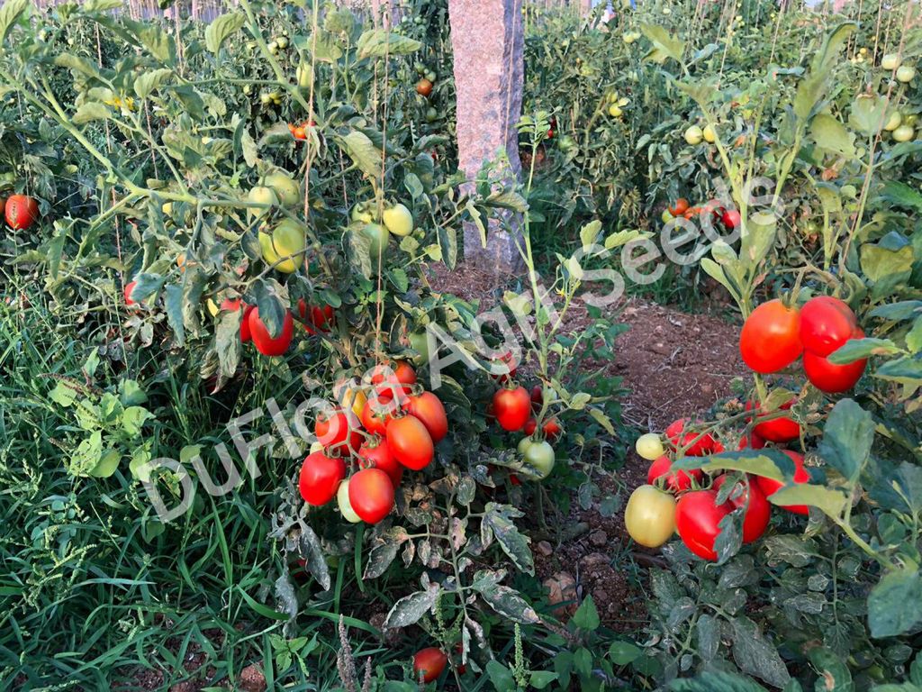 DuFlora || Infrastructure